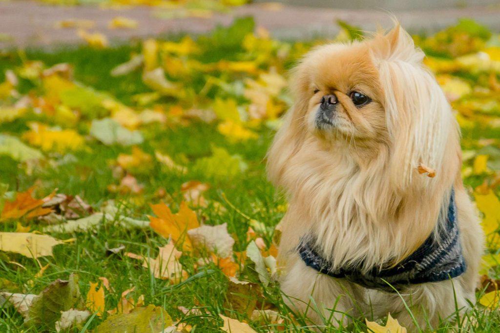 Pekinez Davranış Biçimleri Nasıl Düzeltilir. - Evde Köpek Eğitimi